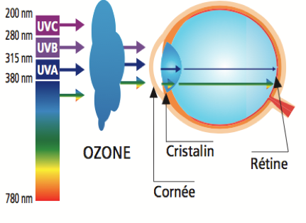 PROTECTION SOLAIRE | Lynx optique
